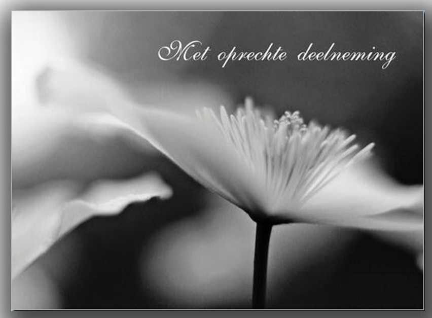 In memoriam Koos Veefkind (1936-2024) - UVS Leiden